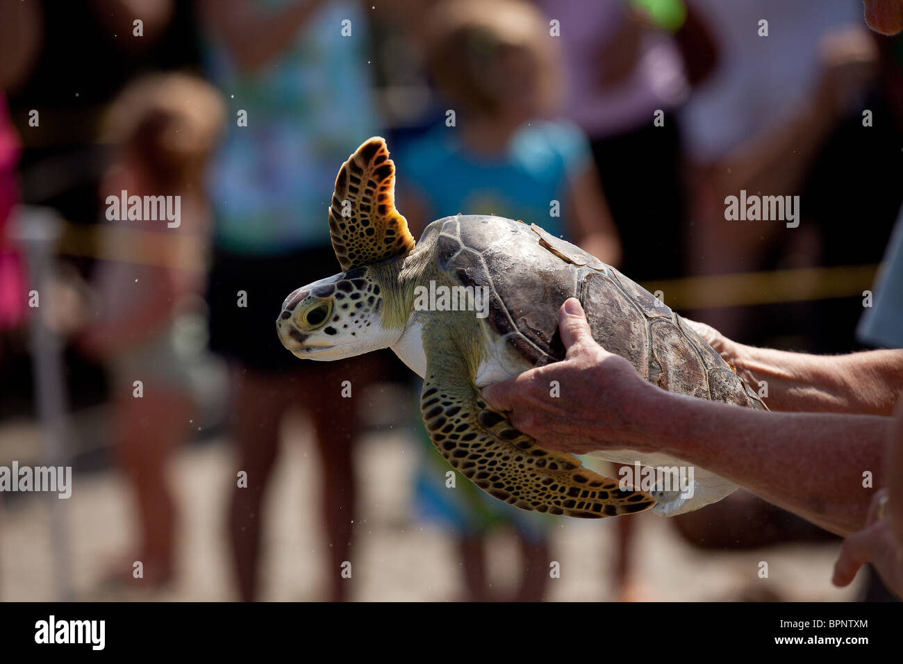 A rehabilitated green sea turtle released back to the ocean by the ...