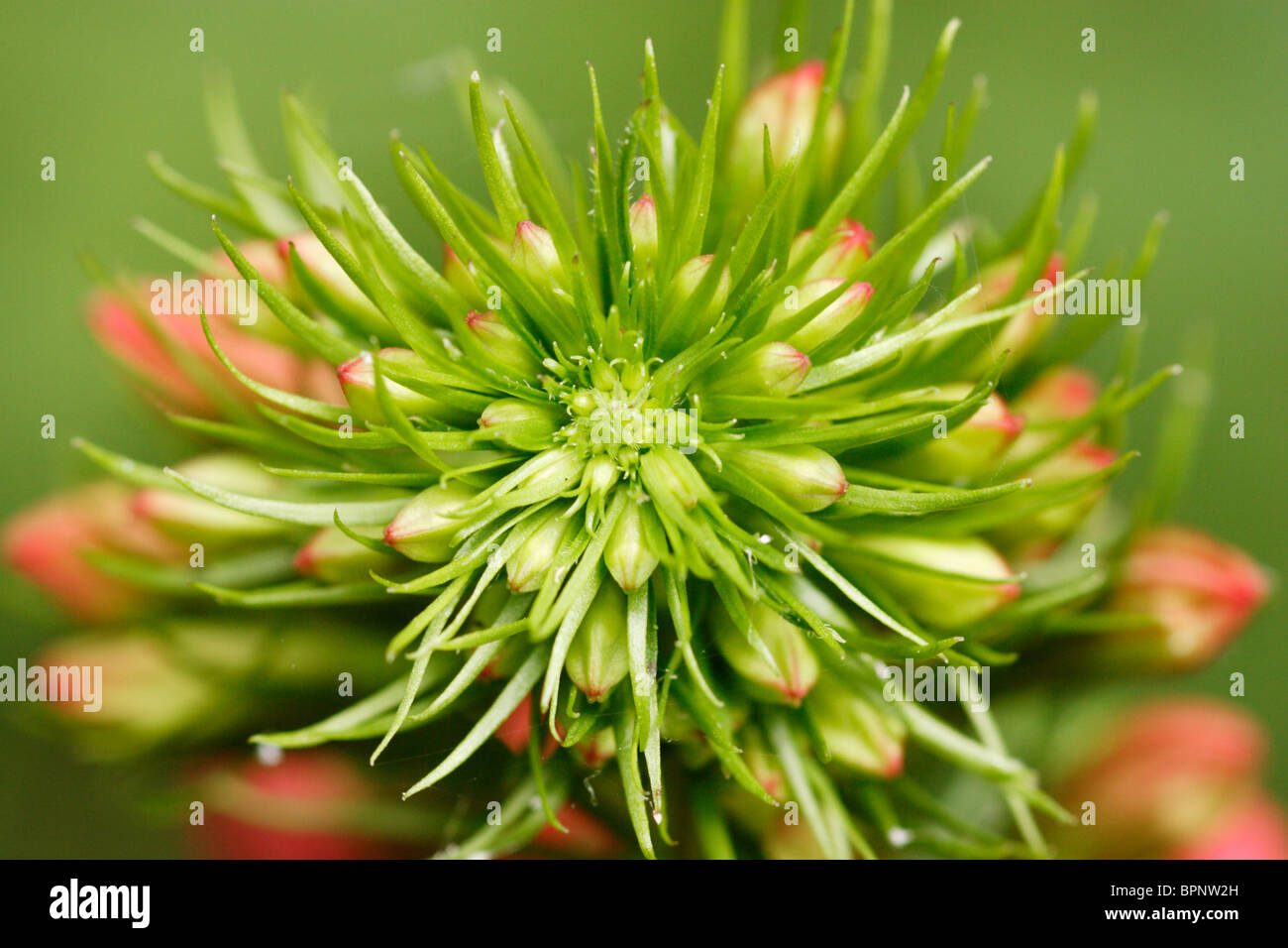 Macro detail of the top of a blooming cardinal flower (Lobelia ...