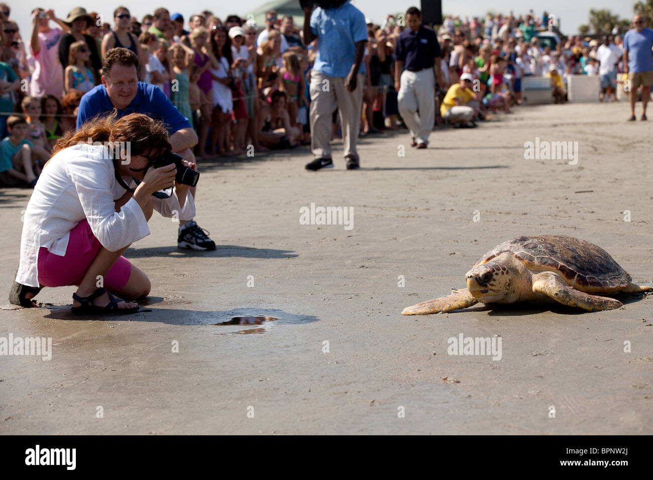 A rehabilitated loggerhead sea turtle released back to the ocean by the ...