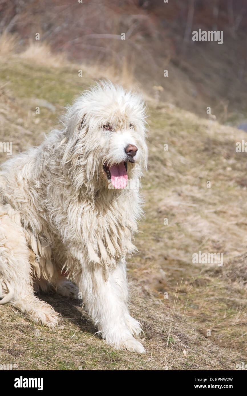 Romanian shepherd dog enjoying the spring Stock Photo - Alamy