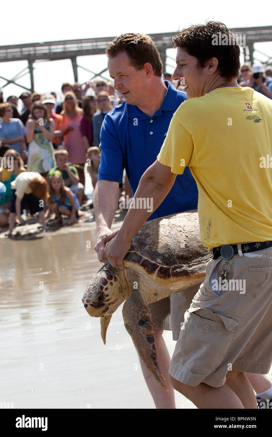 A rehabilitated loggerhead sea turtle released back to the ocean by the ...