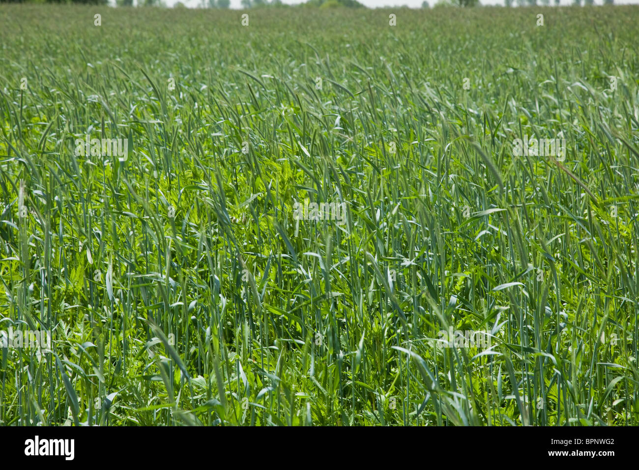 Rye (Secale cereale) is a grass grown extensively as a grain and as a ...