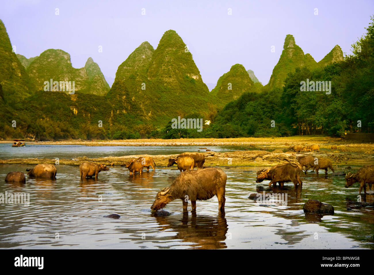 Buffalo in Yangshuo, Guangxi Province, China. Asia Stock Photo - Alamy