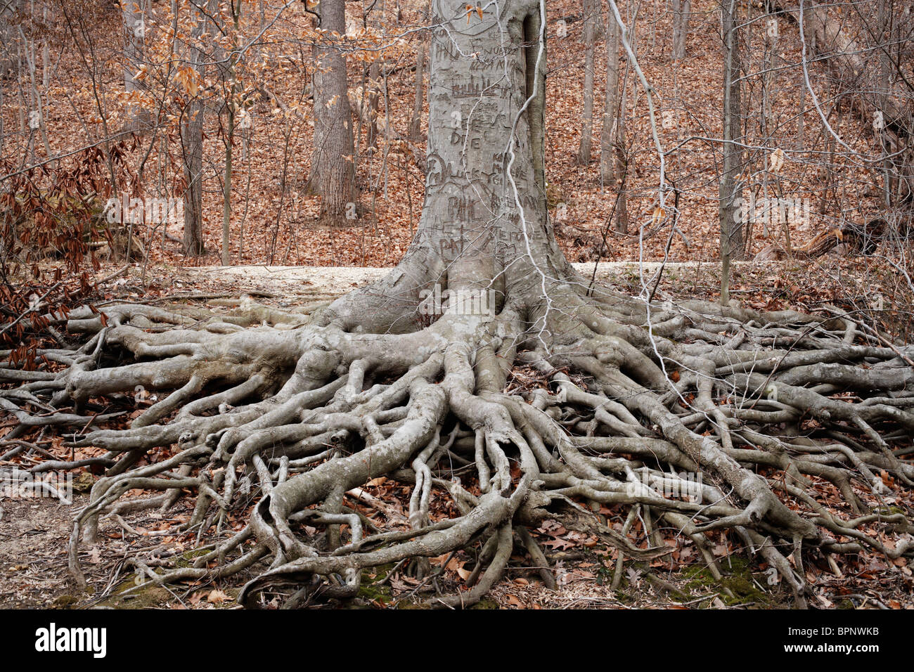 Massive exposed roots of a graffiti inscribed American Beech tree Stock ...