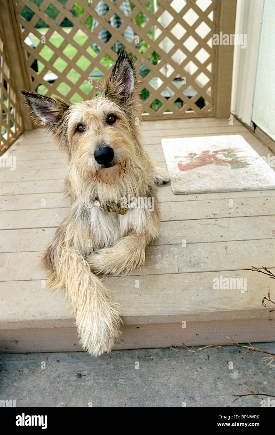Dixie Dog High Resolution Stock Photography and Images - Alamy