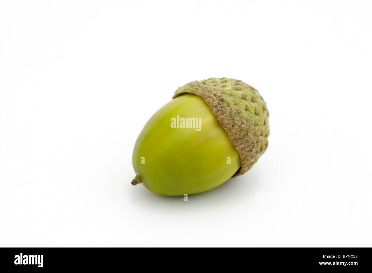 An acorn from chestnut oak, Quercus prinus or Quercus montana Stock ...