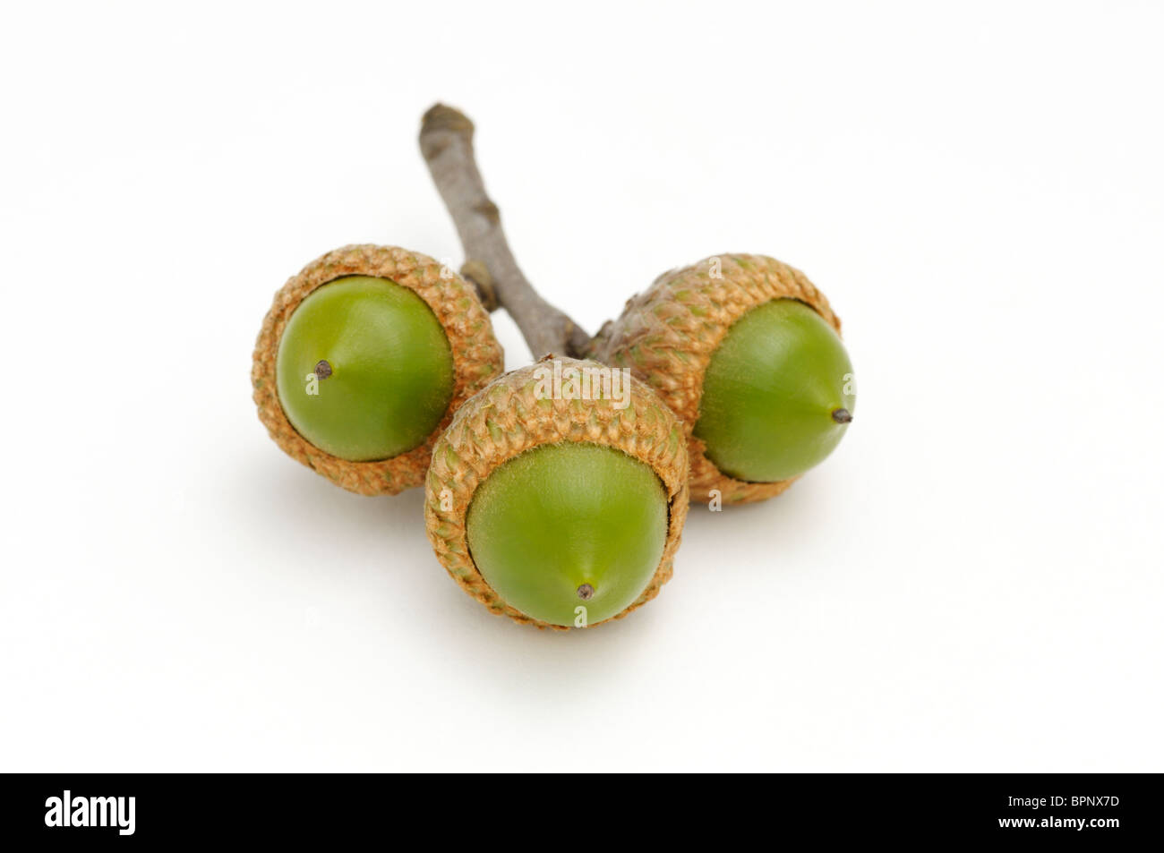 Three acorns from northern red oak, Quercus rubra Stock Photo - Alamy