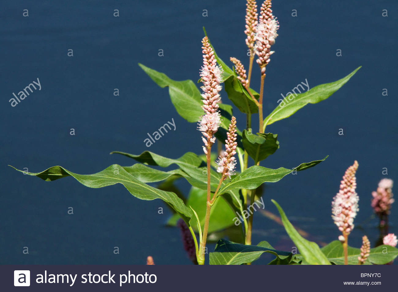Water Smartweed Stock Photos & Water Smartweed Stock Images - Alamy