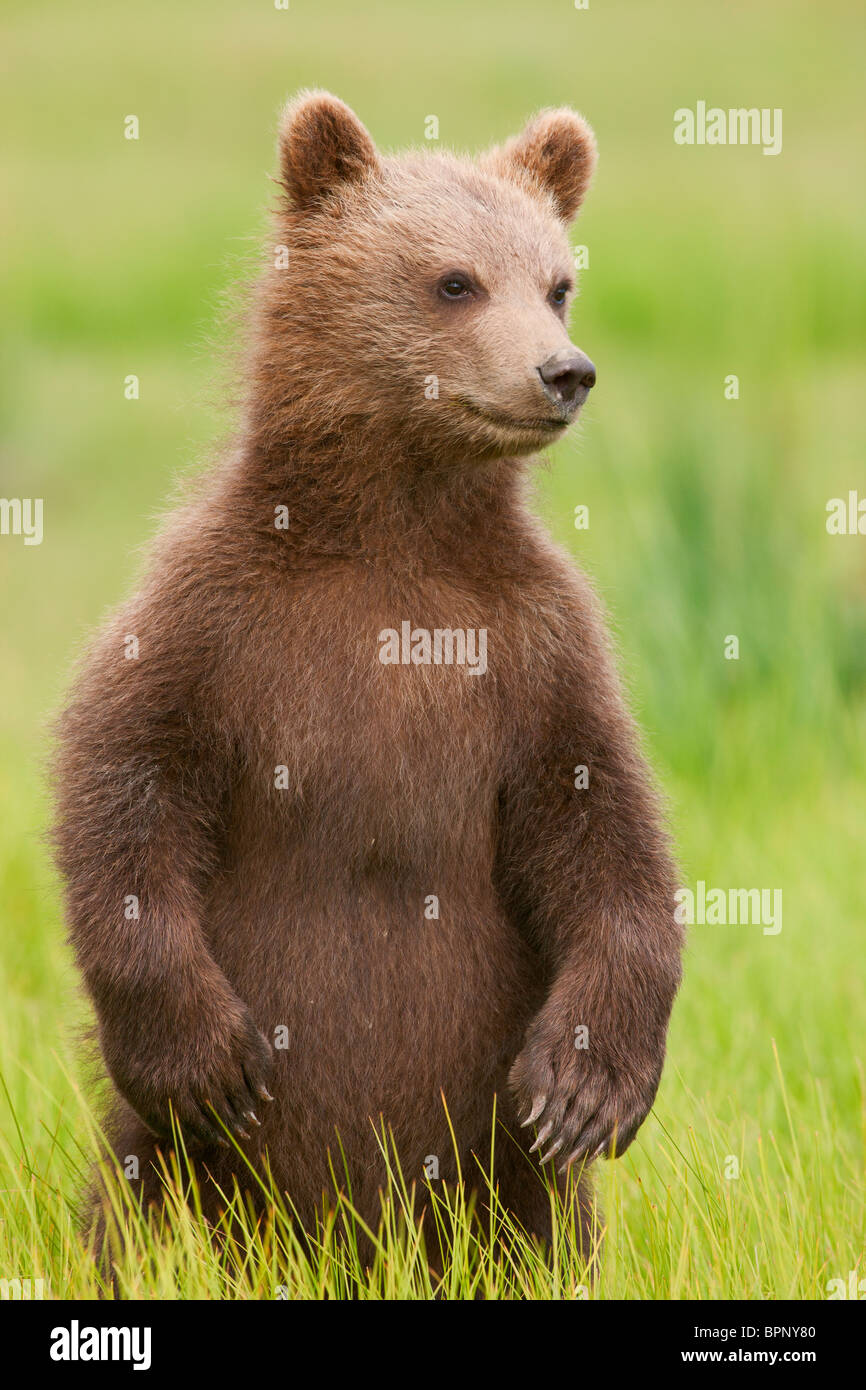 A Brown or Grizzly Bear cub, Lake Clark National Park, Alaska Stock ...