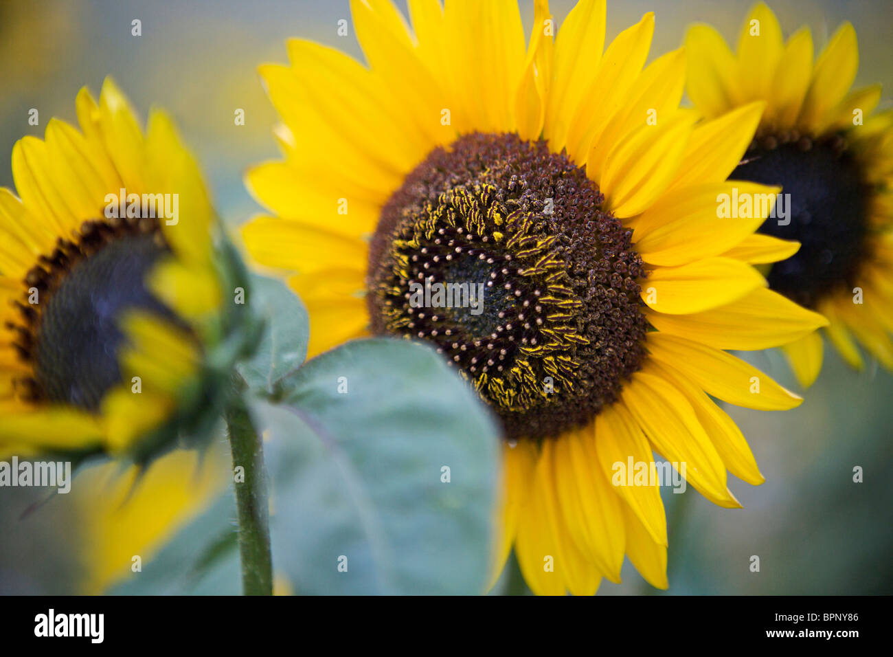 Three fully bloomed sunflowers growing in a line in a garden Stock ...