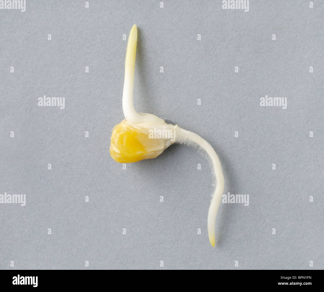 Cotyledon seed germination hi-res stock photography and images - Alamy