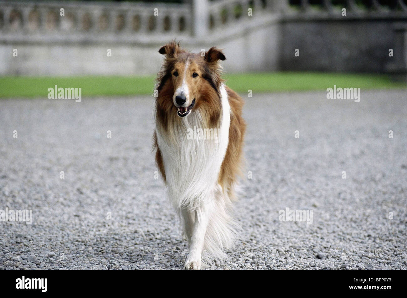 Lassie Dog Film Stock Photos & Lassie Dog Film Stock Images - Alamy