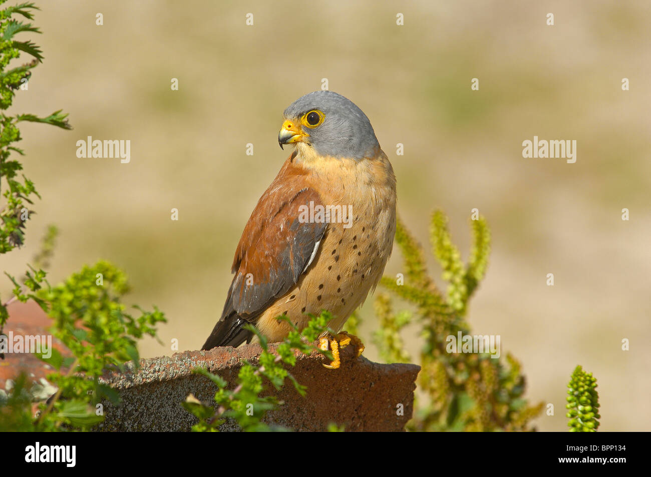 Lesser Kestrel