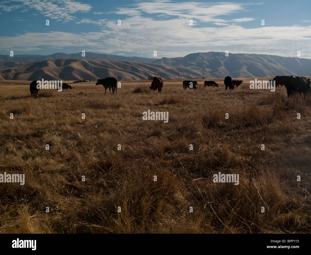 California mountains cows hi-res stock photography and images - Alamy