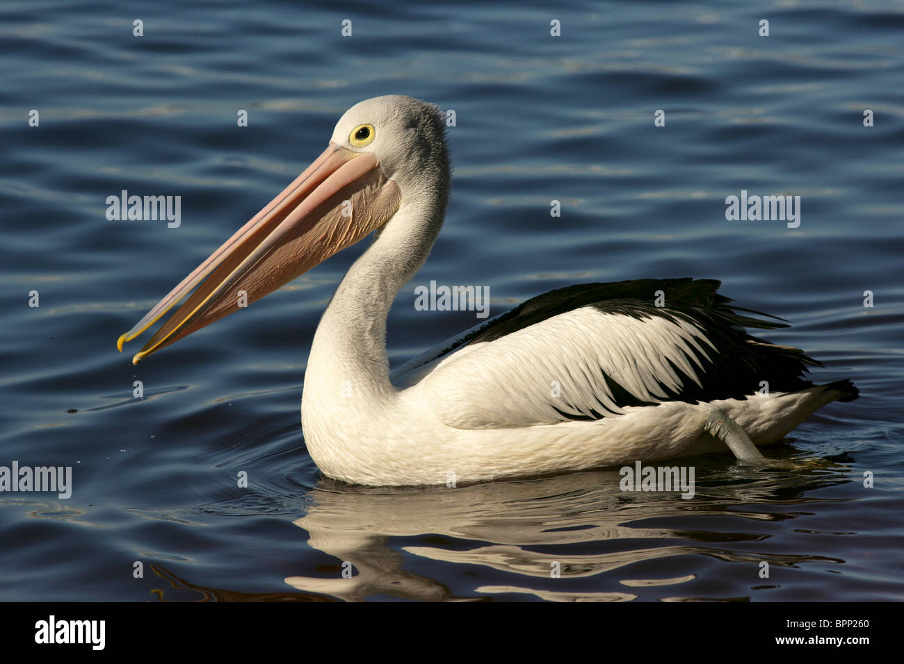 An Australian Pelican (Pelecanus conspicillatus), in the Swan River ...
