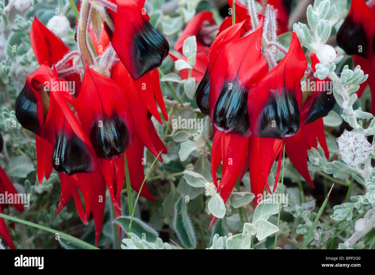 Sturt's Desert Pea Swainsona formosa in bloom Stock Photo - Alamy