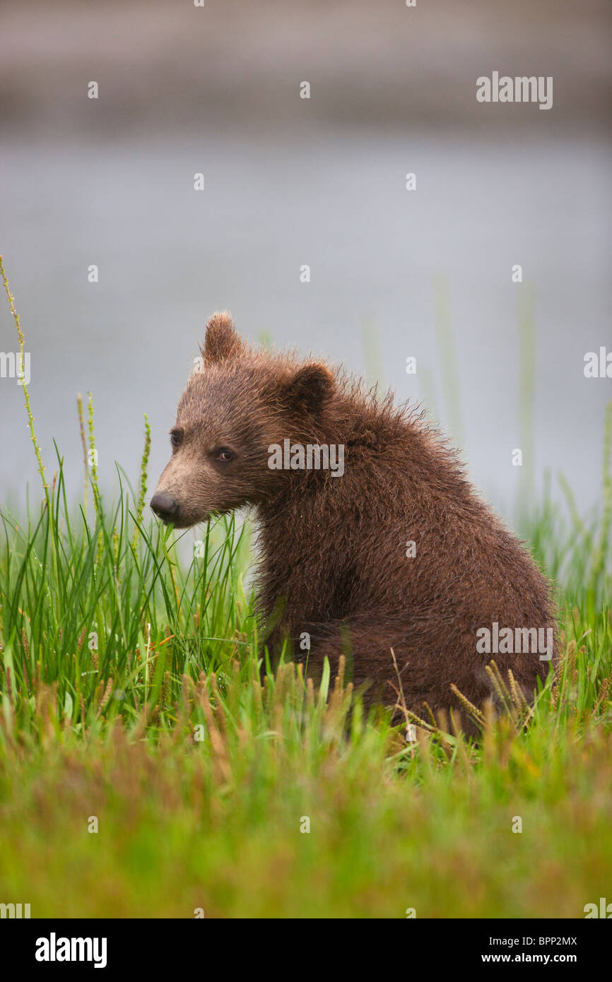 A Brown or Grizzly Bear spring cub, Lake Clark National Park, Alaska ...
