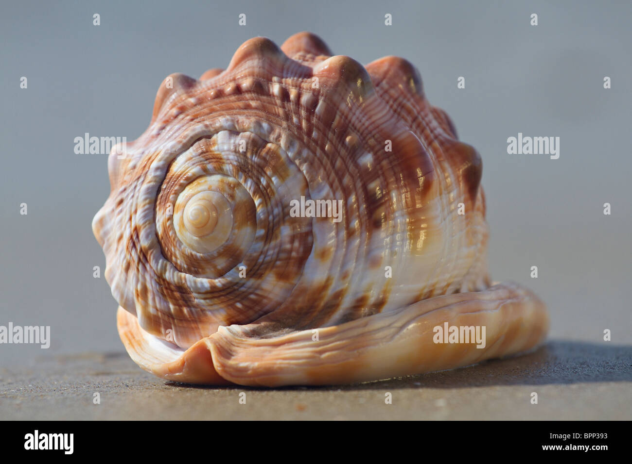 Bullmouth helmet shell (Cypraecassis rufa) on beach at low tide Stock ...