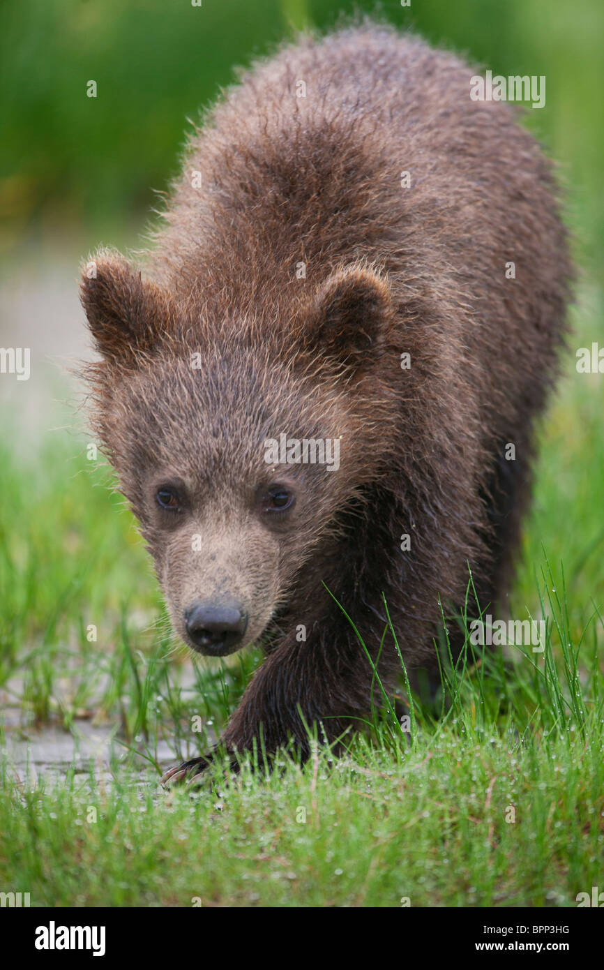 A Brown or Grizzly Bear spring cub, Lake Clark National Park, Alaska ...