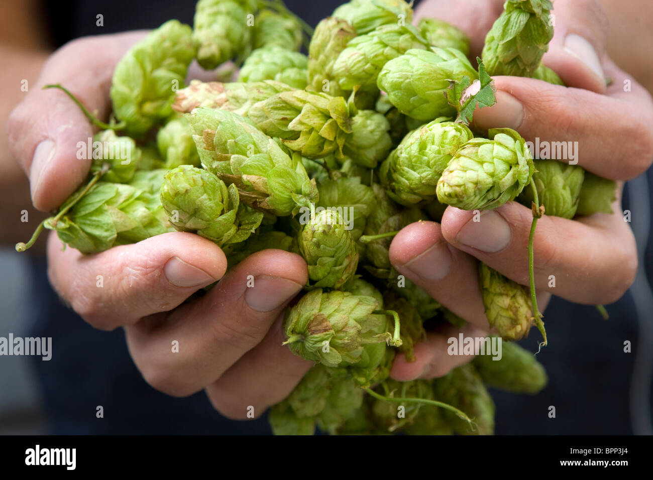 Hops hi-res stock photography and images - Alamy