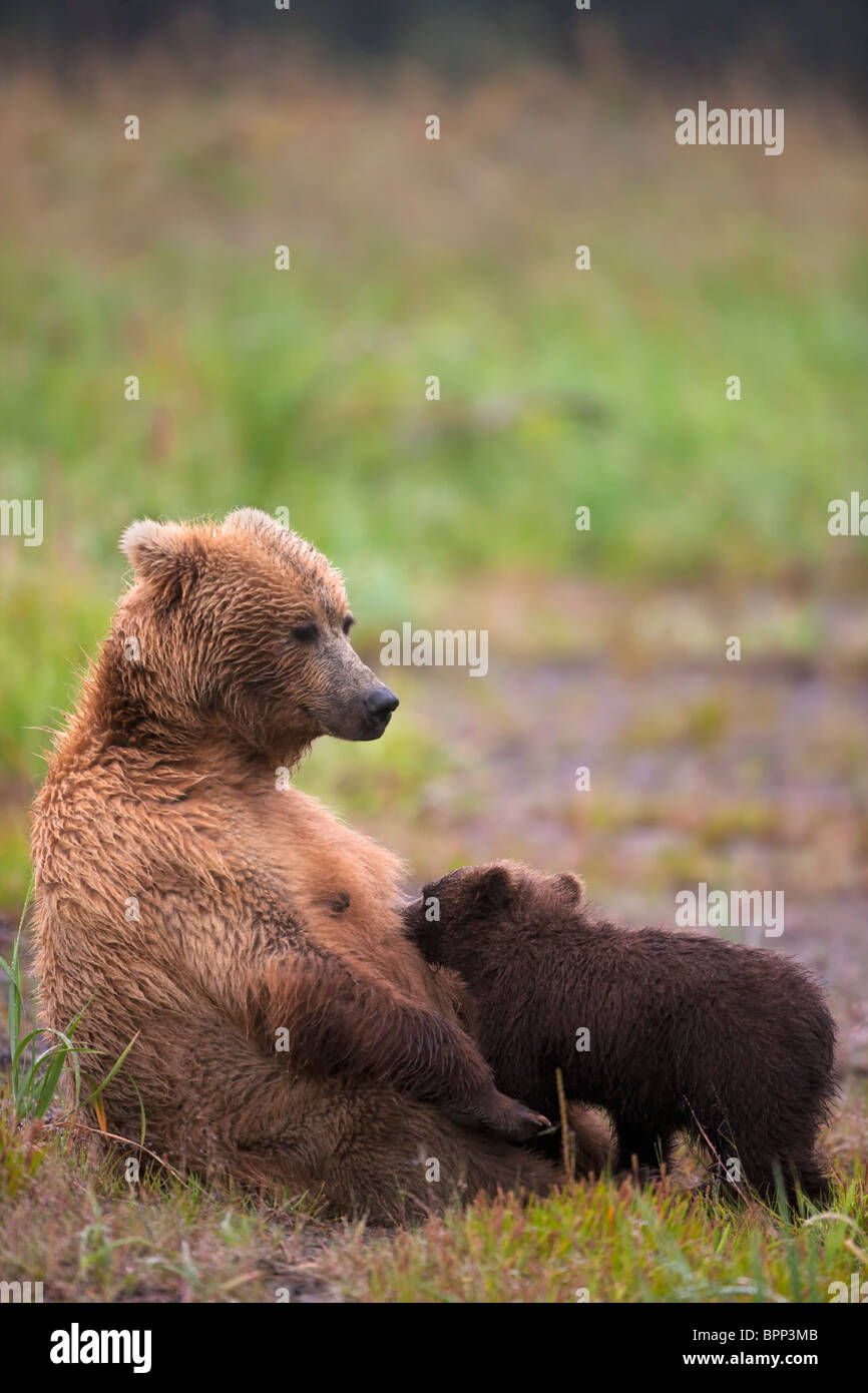 A Brown or Grizzly Bear spring cub nurses from its mother, Lake Clark ...