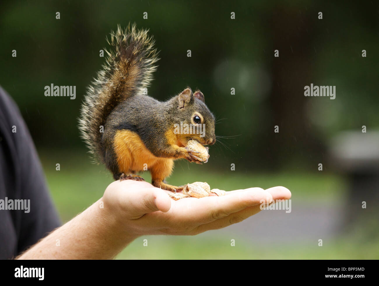 Squirrel with peanuts hi-res stock photography and images - Alamy