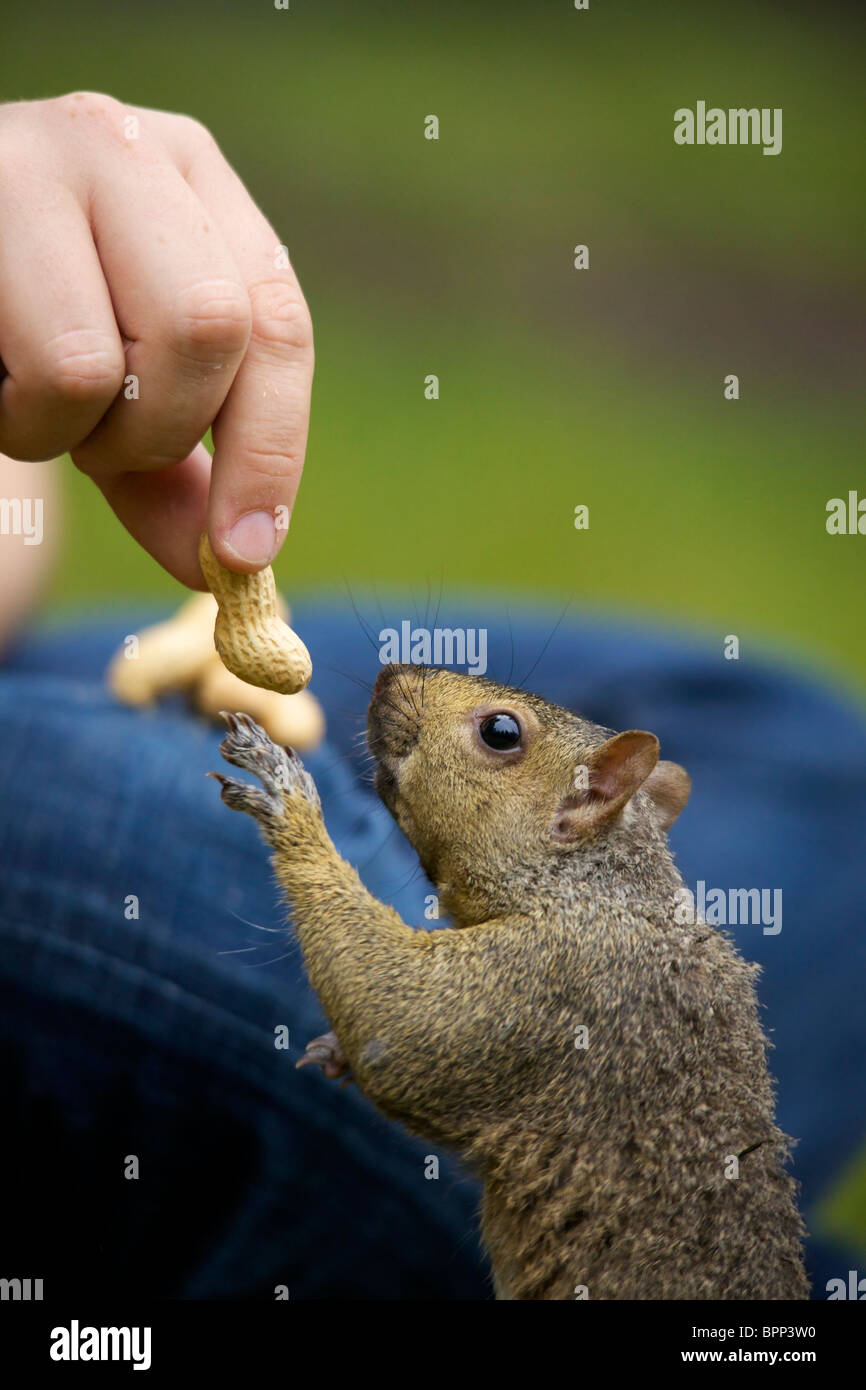 Curious squirrel hand feeding hi-res stock photography and images - Alamy