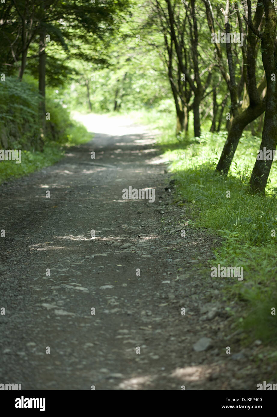 Forest road in the shade of trees Stock Photo - Alamy
