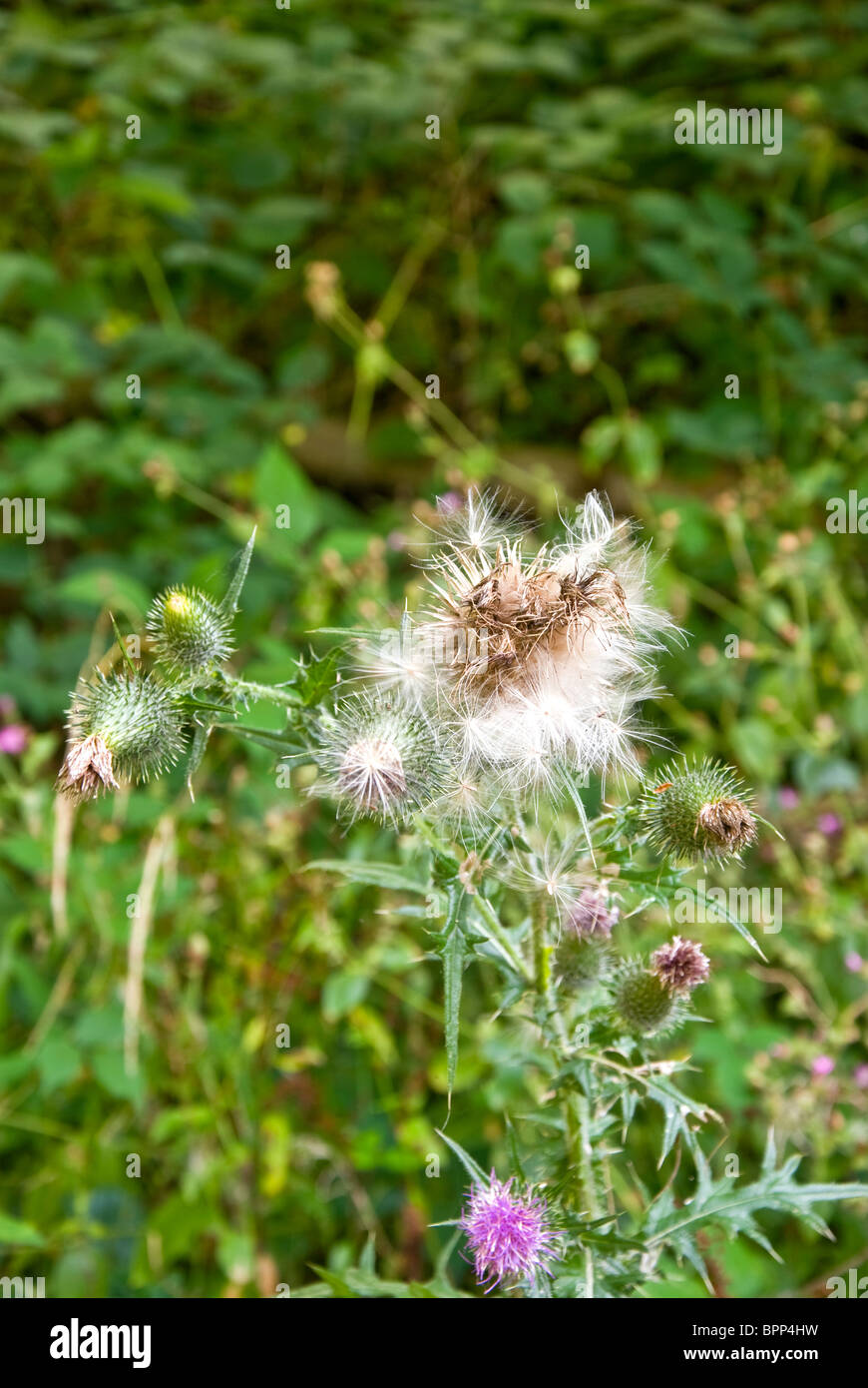 Thistle head bursting open Stock Photo - Alamy