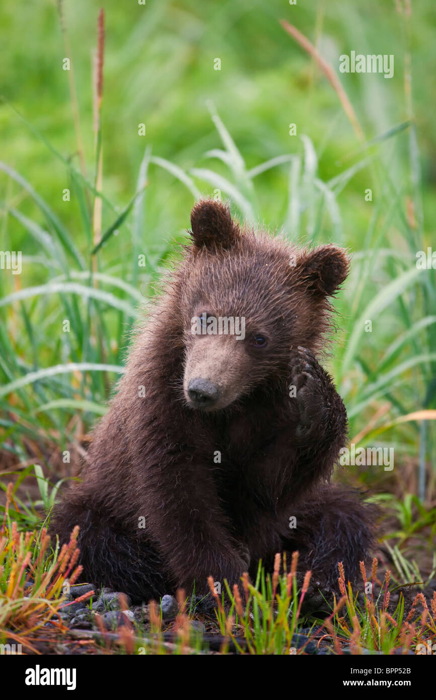 A Brown or Grizzly Bear spring cub, Lake Clark National Park, Alaska ...