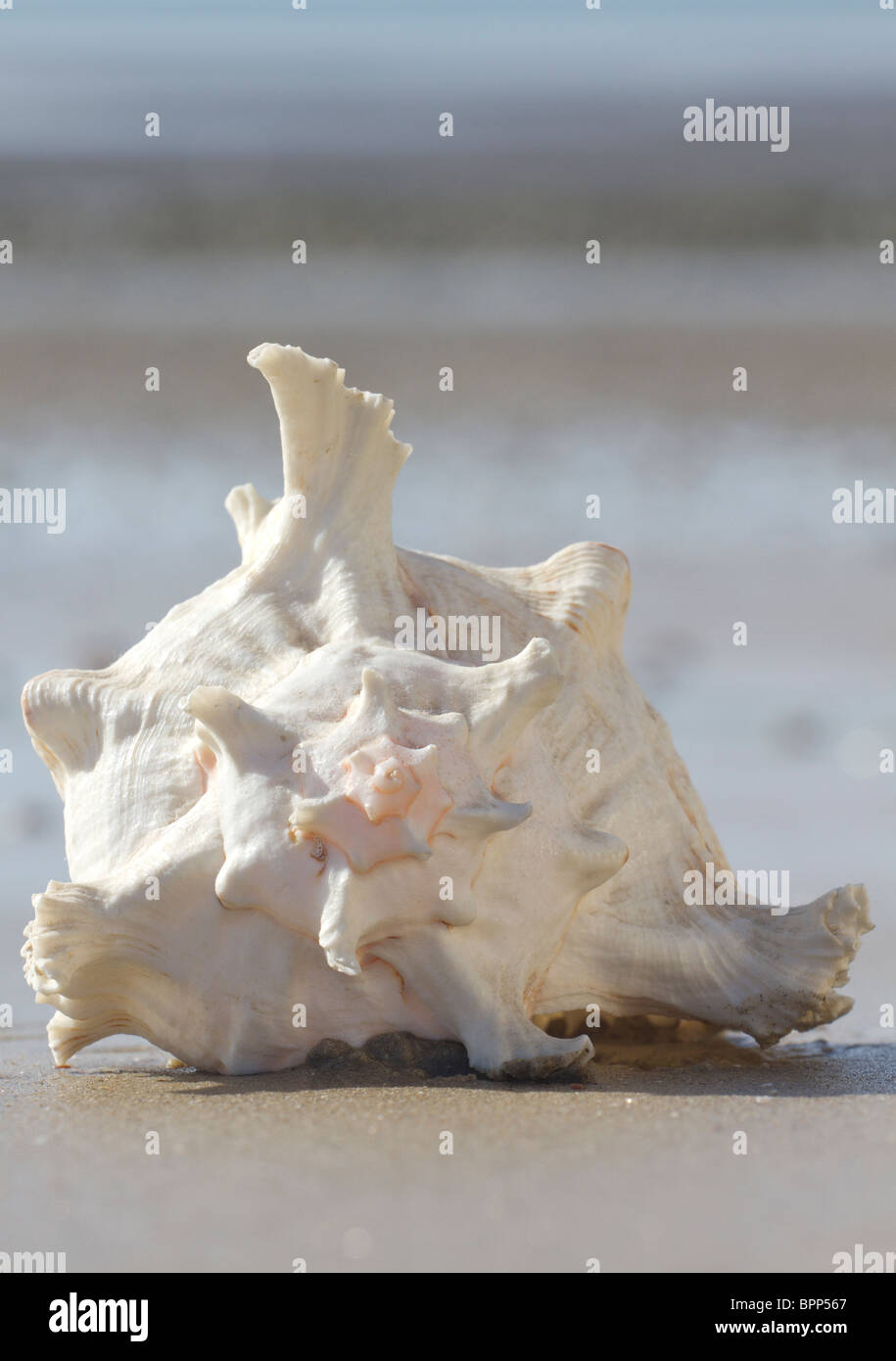 The Lobatus gigas, originally known as Strombus gigas, commonly known ...