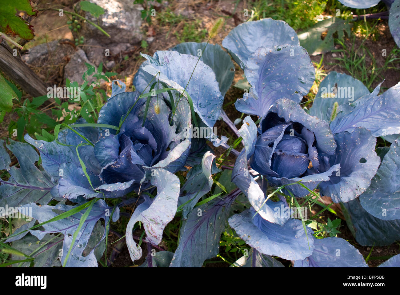 Blue cabbage hi-res stock photography and images - Alamy