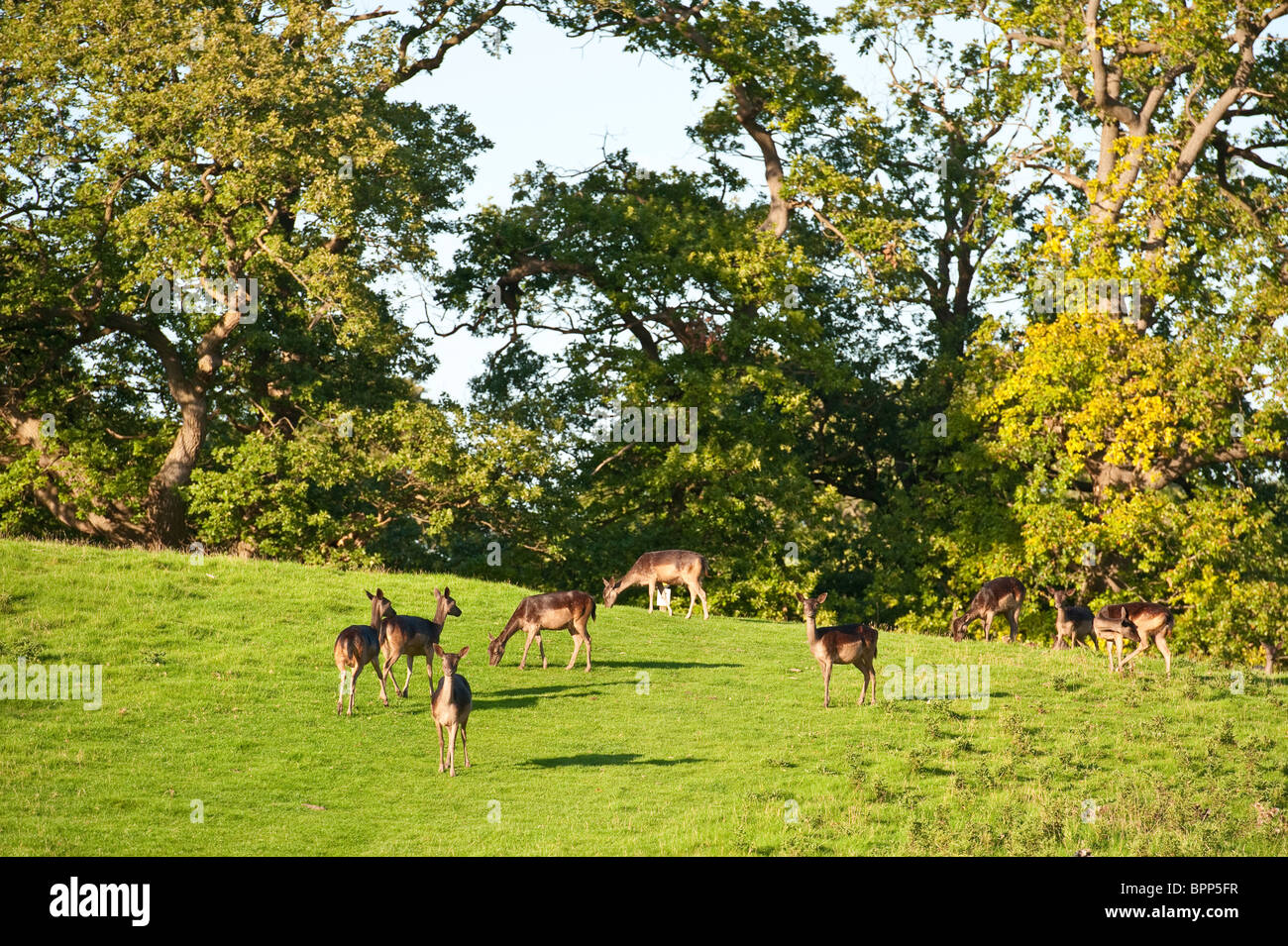 norwegian black fallow deer in levens park Stock Photo - Alamy
