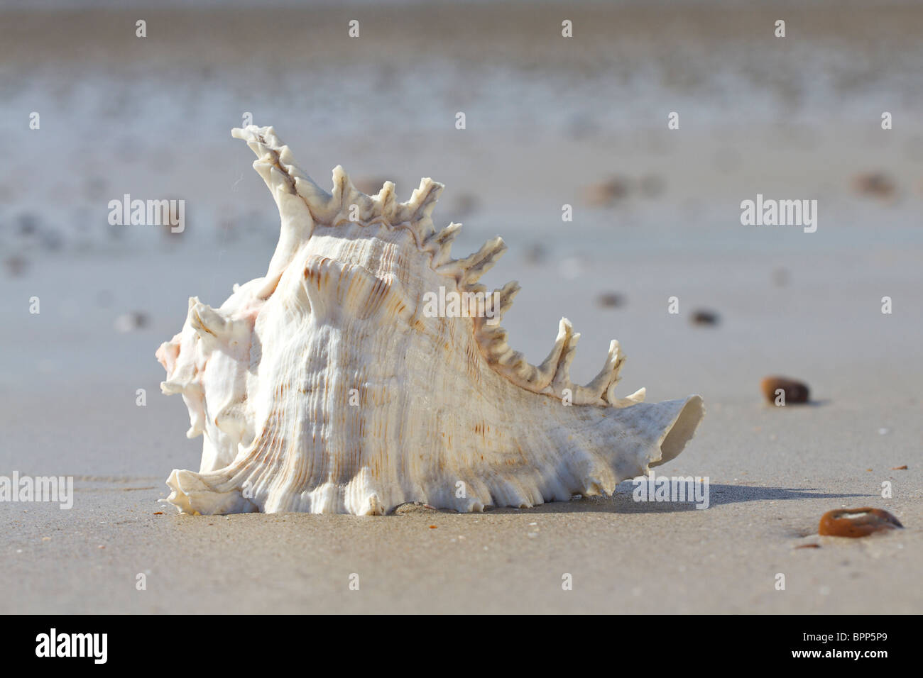 Lobatus gigas hi-res stock photography and images - Alamy