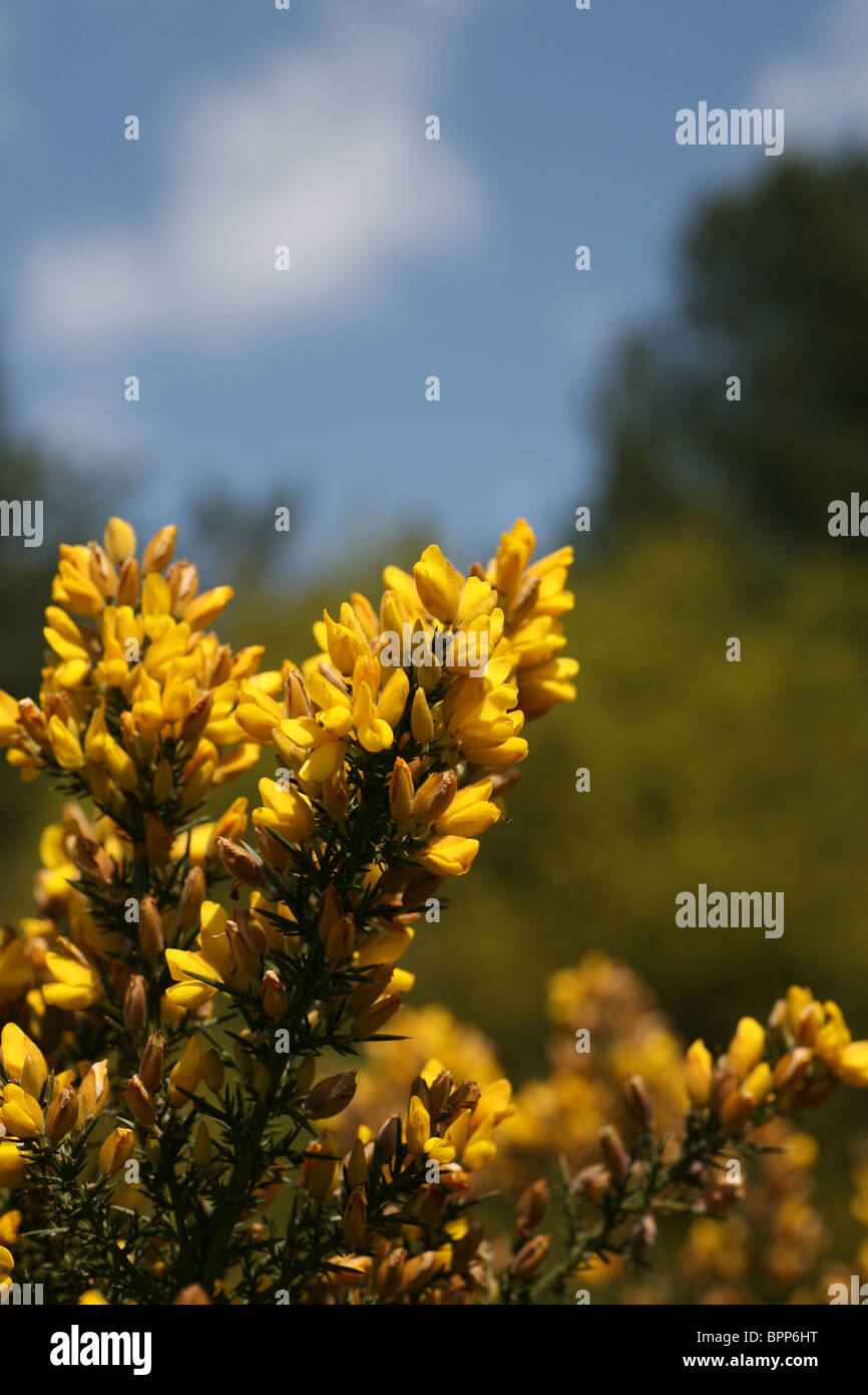 Ulex europaeus flower hi-res stock photography and images - Alamy