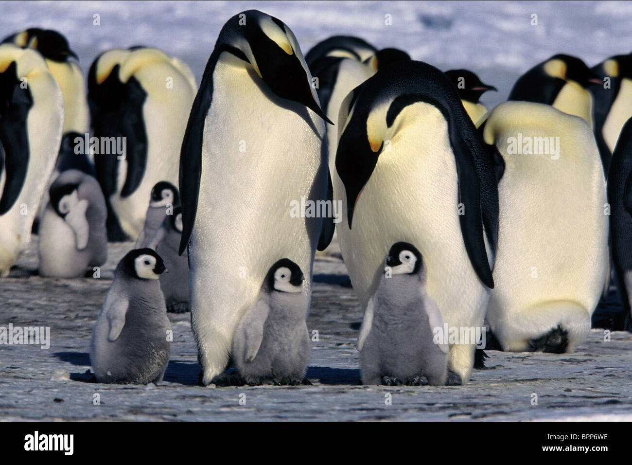 March Of The Penguins And Film High Resolution Stock Photography and ...