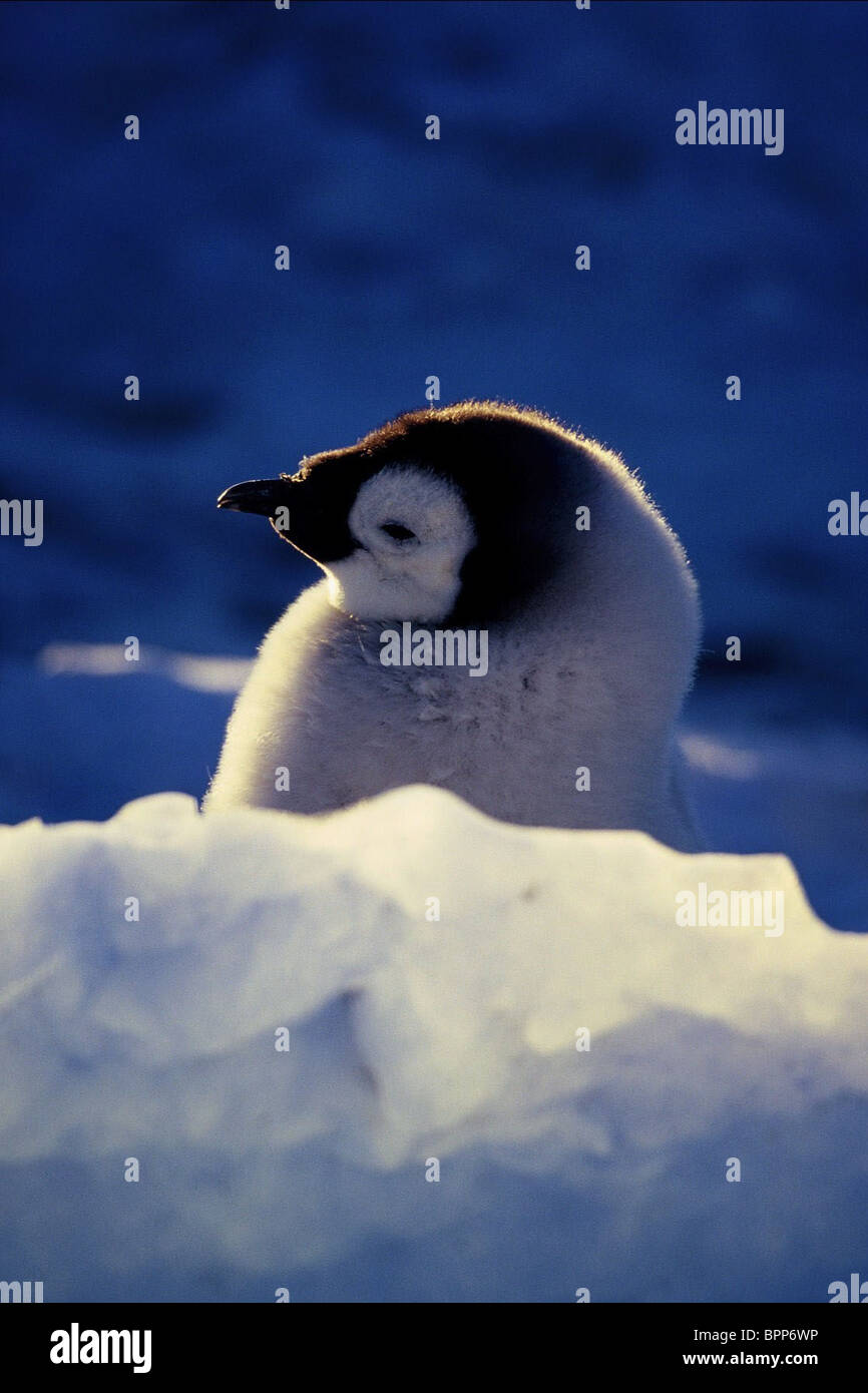 Marche De Lempereur High Resolution Stock Photography and Images - Alamy