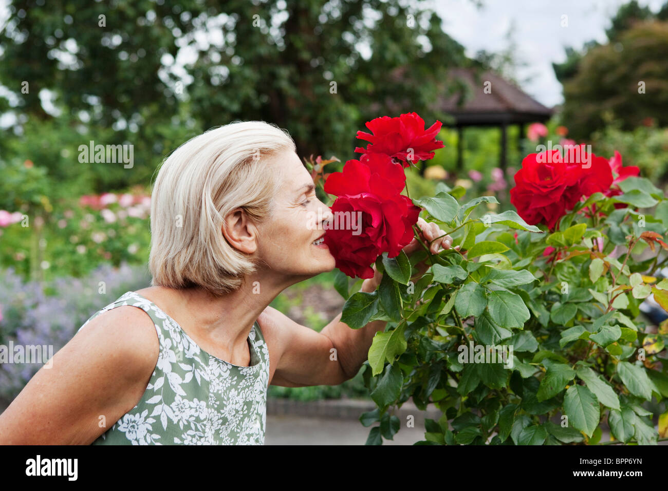 Closed Red Rose High Resolution Stock Photography and Images - Alamy