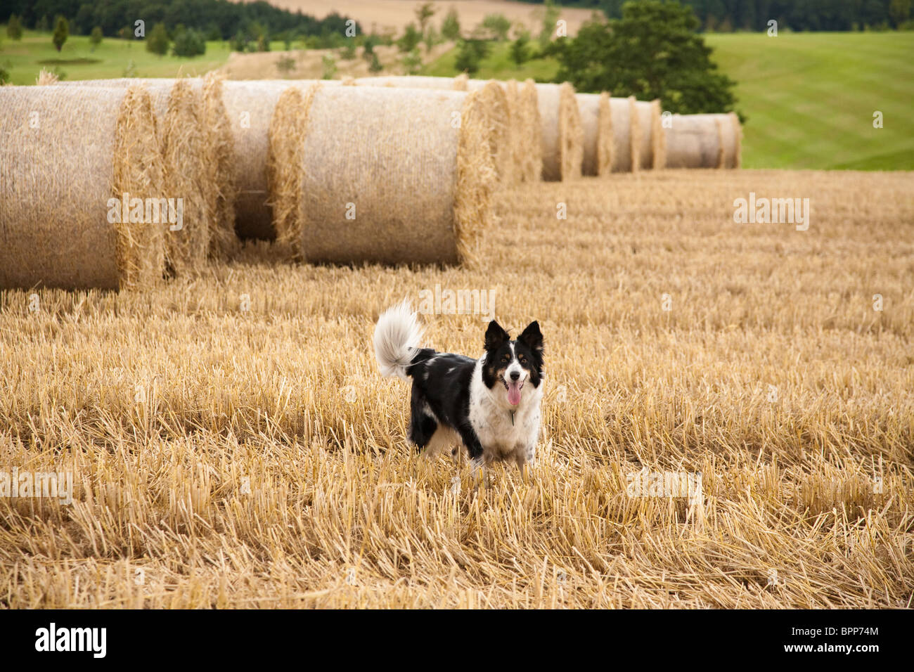 Freshly cut hay hi-res stock photography and images - Alamy