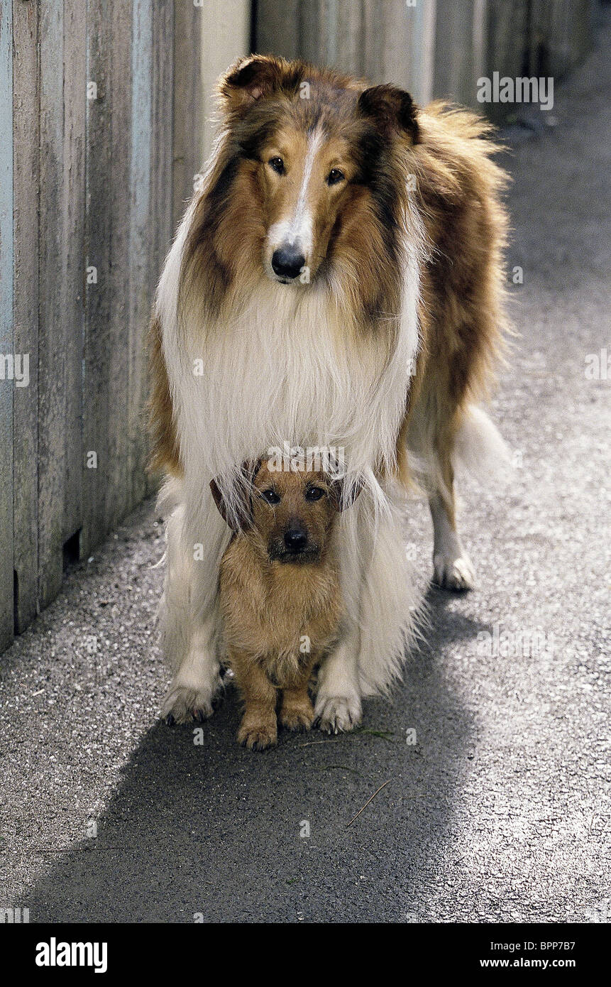Lassie Dog Film Stock Photos & Lassie Dog Film Stock Images - Alamy