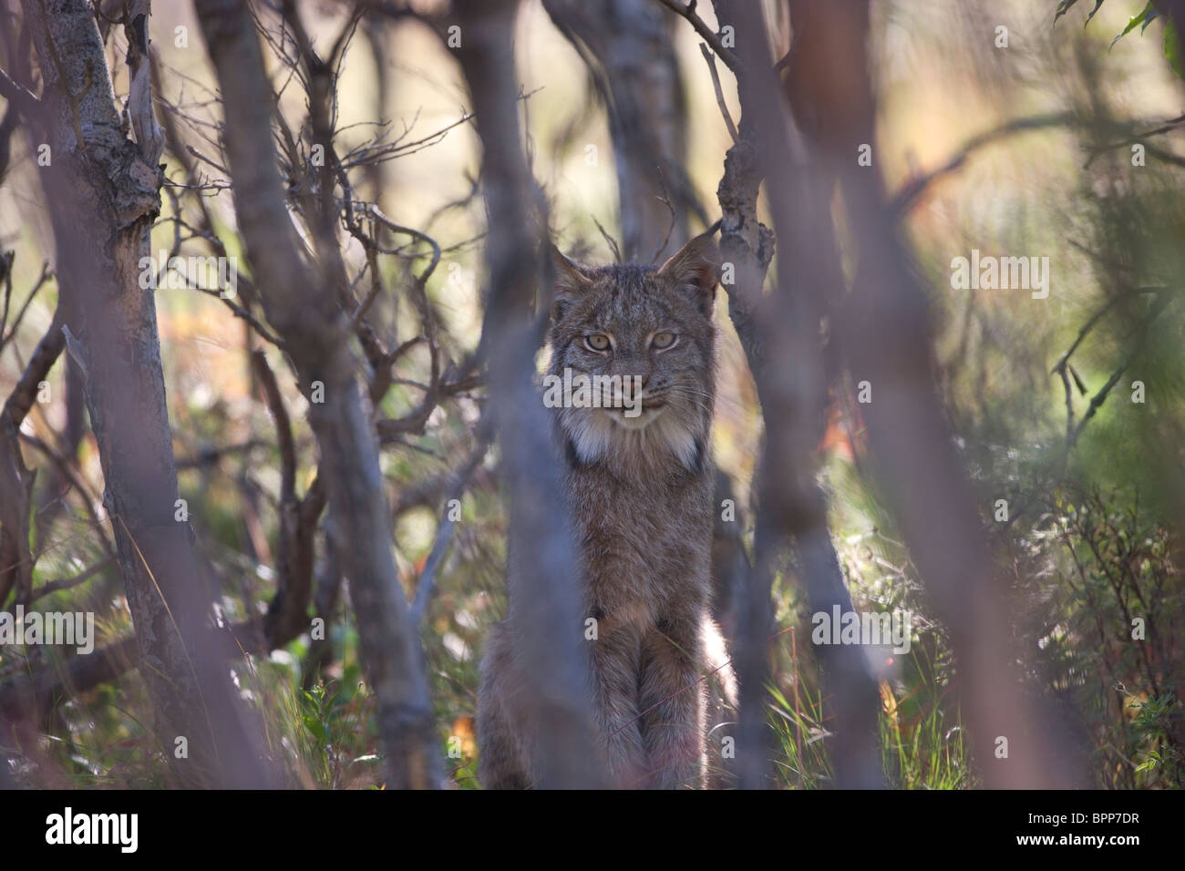 Alaska lynx hi-res stock photography and images - Alamy