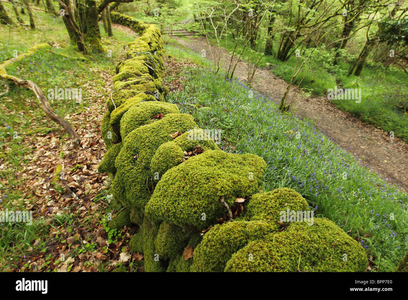 Moss covered wall hi-res stock photography and images - Alamy