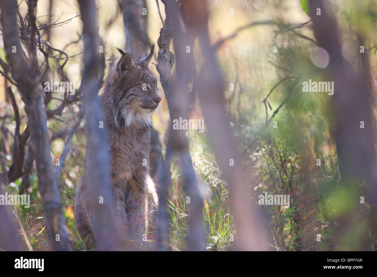 Alaska lynx hi-res stock photography and images - Alamy