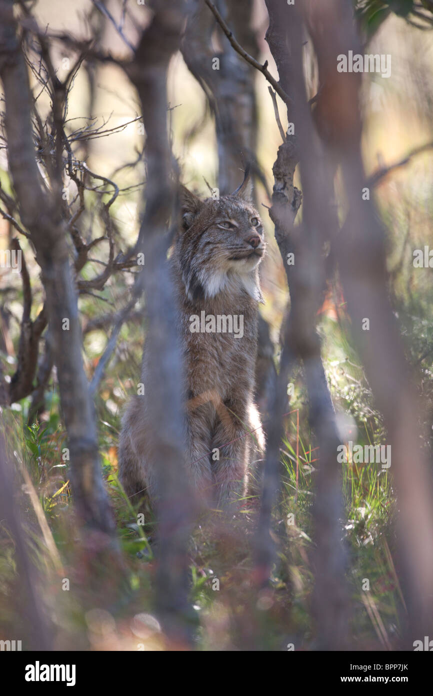 Alaska lynx hi-res stock photography and images - Alamy