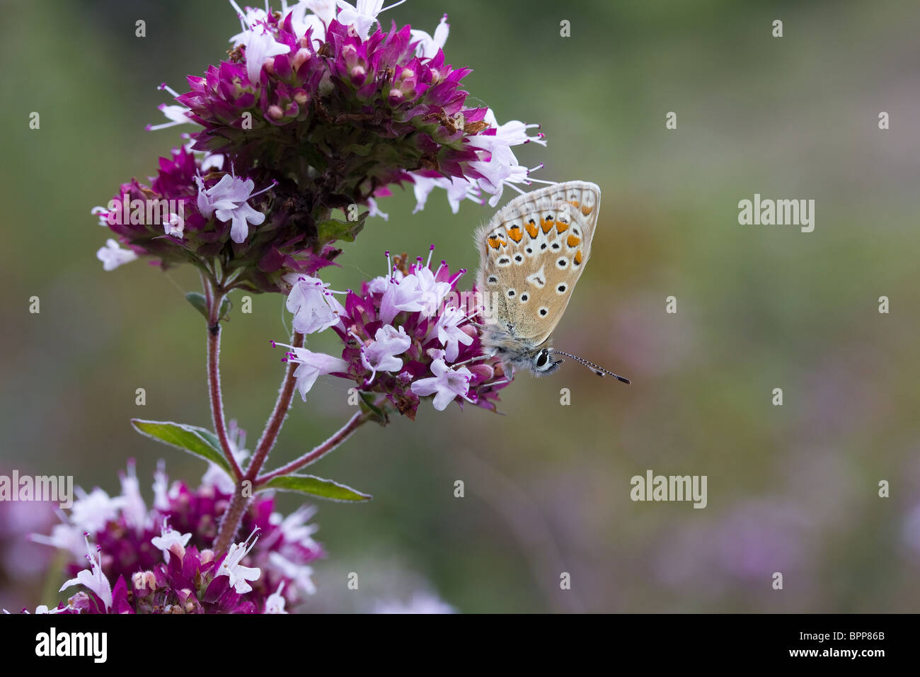 Common butterfly butterfly hi-res stock photography and images - Alamy
