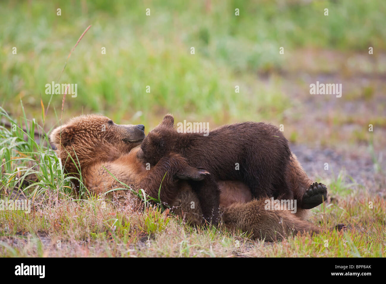 A Brown or Grizzly Bear spring cub nurses from its mother, Lake Clark ...