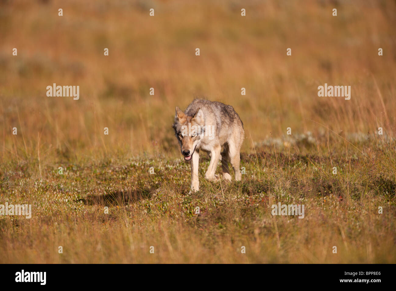 Wild wolf, Denali National Park, Alaska Stock Photo - Alamy