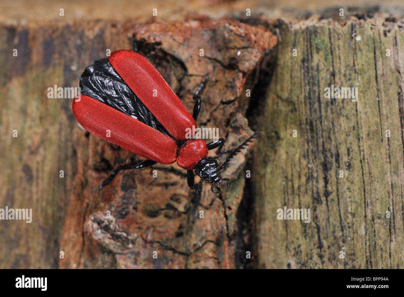 Red Beetle Rotten Tree Oak Chafer Extremely Rare Red Data Book Species