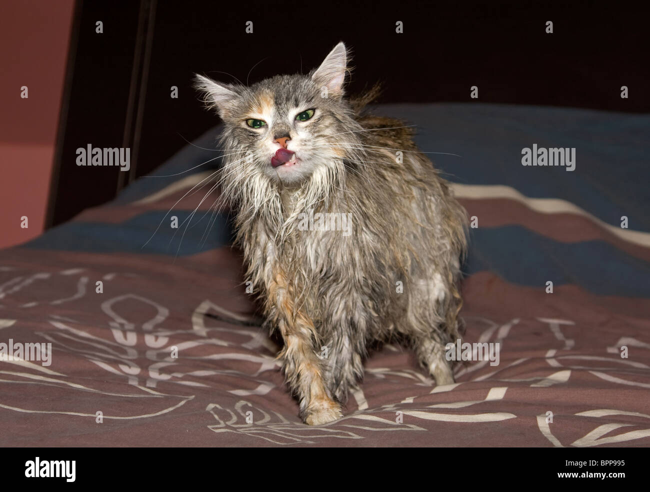Wet cat hi-res stock photography and images - Alamy