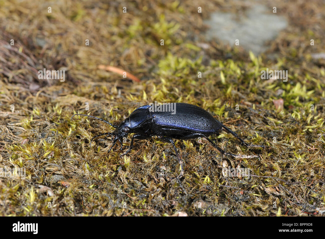 Carabid ground beetle (Carabus (Mesocarabus) problematicus) walking on ...
